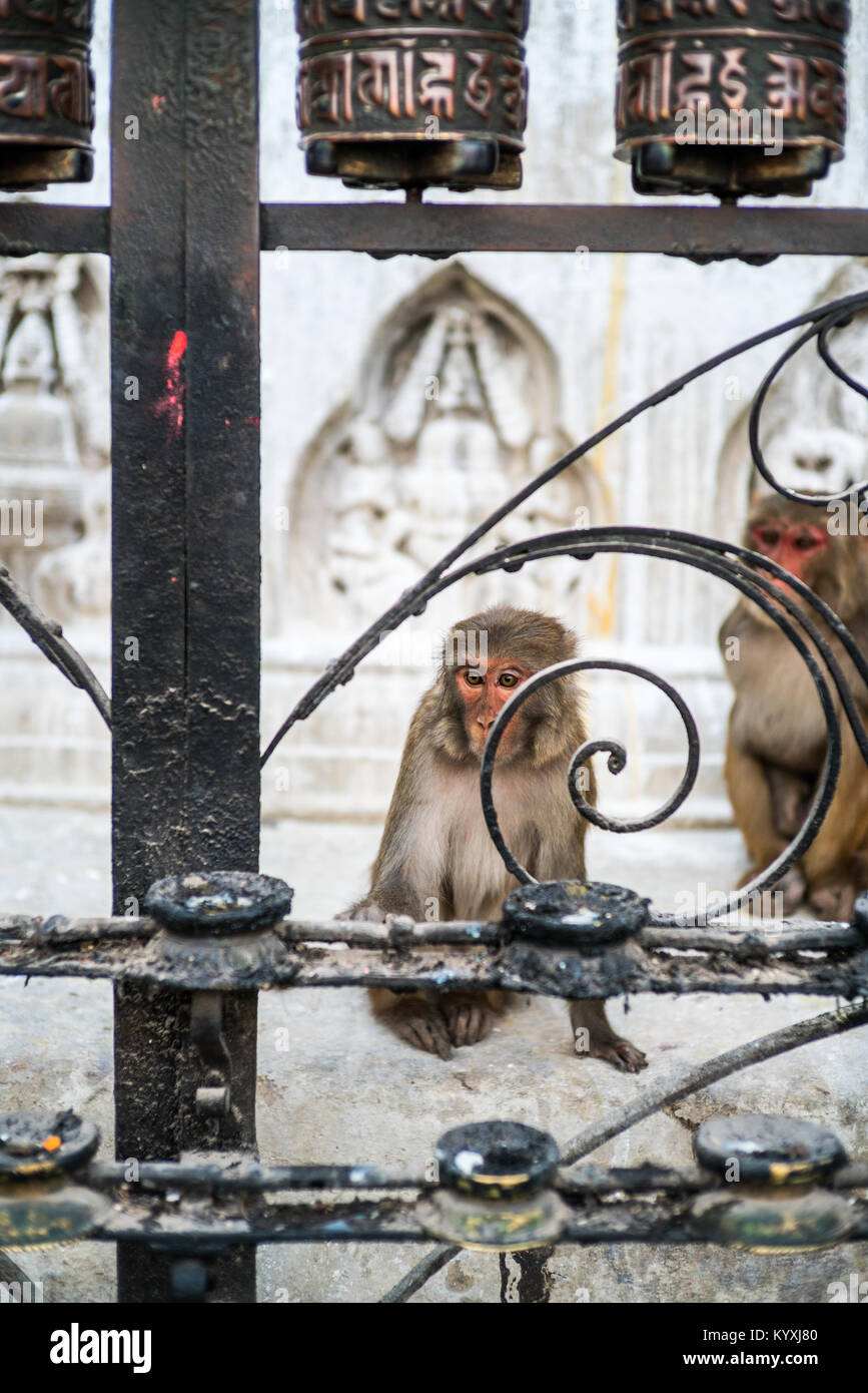 Swoyambhu Stupa (Monkey temple), Kathmandu, Nepal, Asia Stock Photo - Alamy