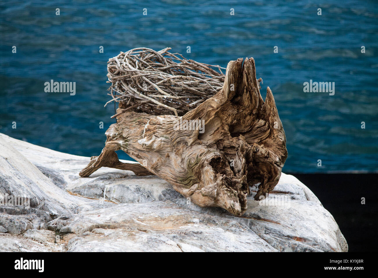 Abandoned bird nest on a rock near water Stock Photo - Alamy