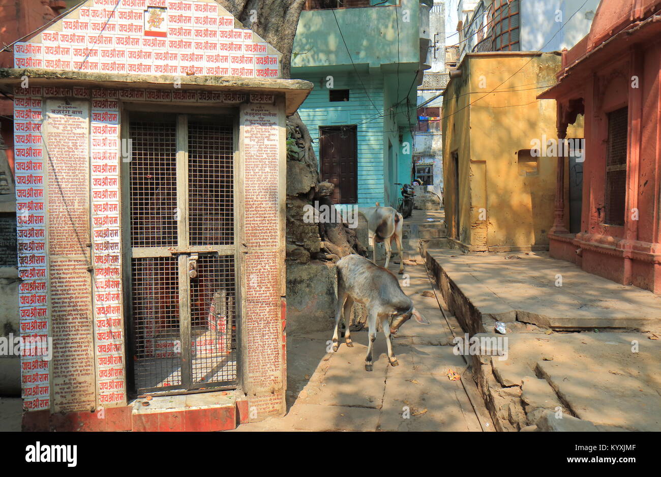 India varanasi goat hi-res stock photography and images - Alamy