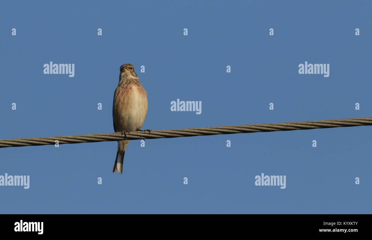Linnet singing hi-res stock photography and images - Alamy