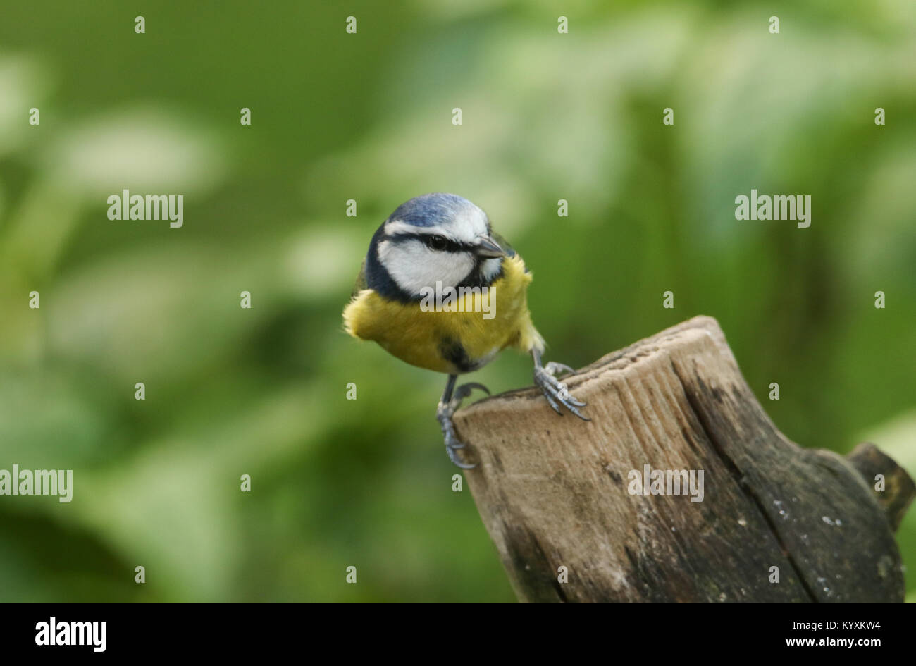 A pretty Blue Tit (Cyanistes caeruleus) perched on a tree stump Stock ...