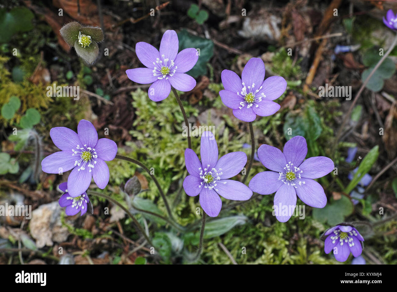 Anemone hepatica hepatica nobilis hi-res stock photography and images ...