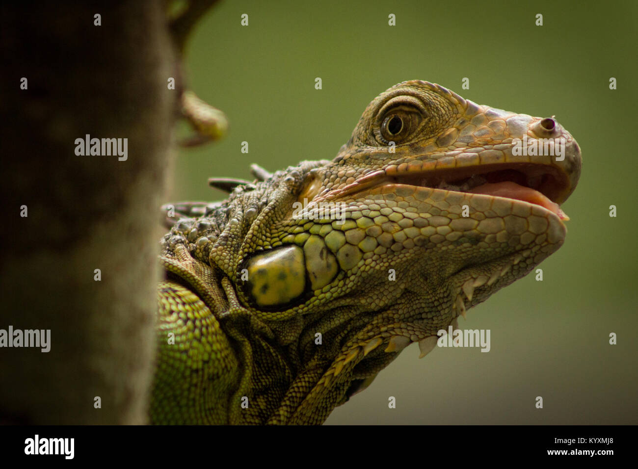 Smiling iguana hi-res stock photography and images - Alamy