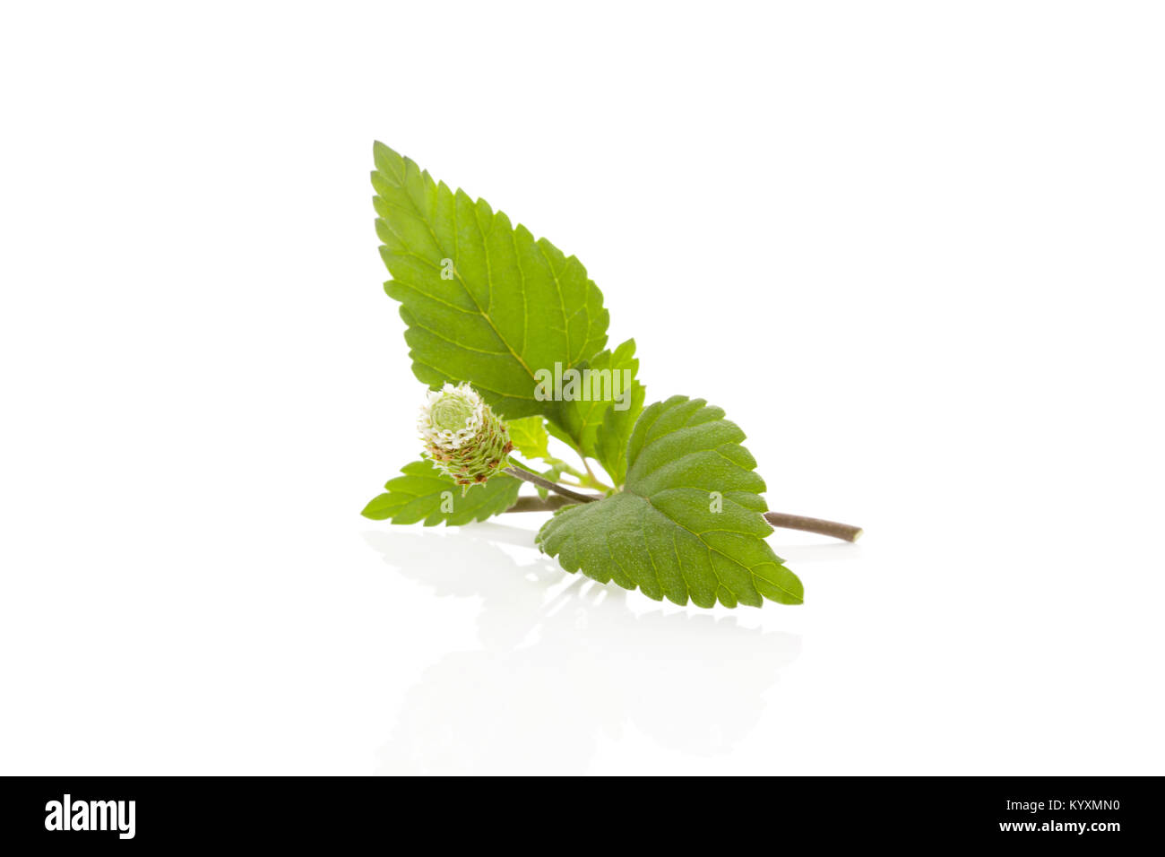 Natural sugar herb. Fresh Aztec sweet herb Lippia Dulcis isolated on ...