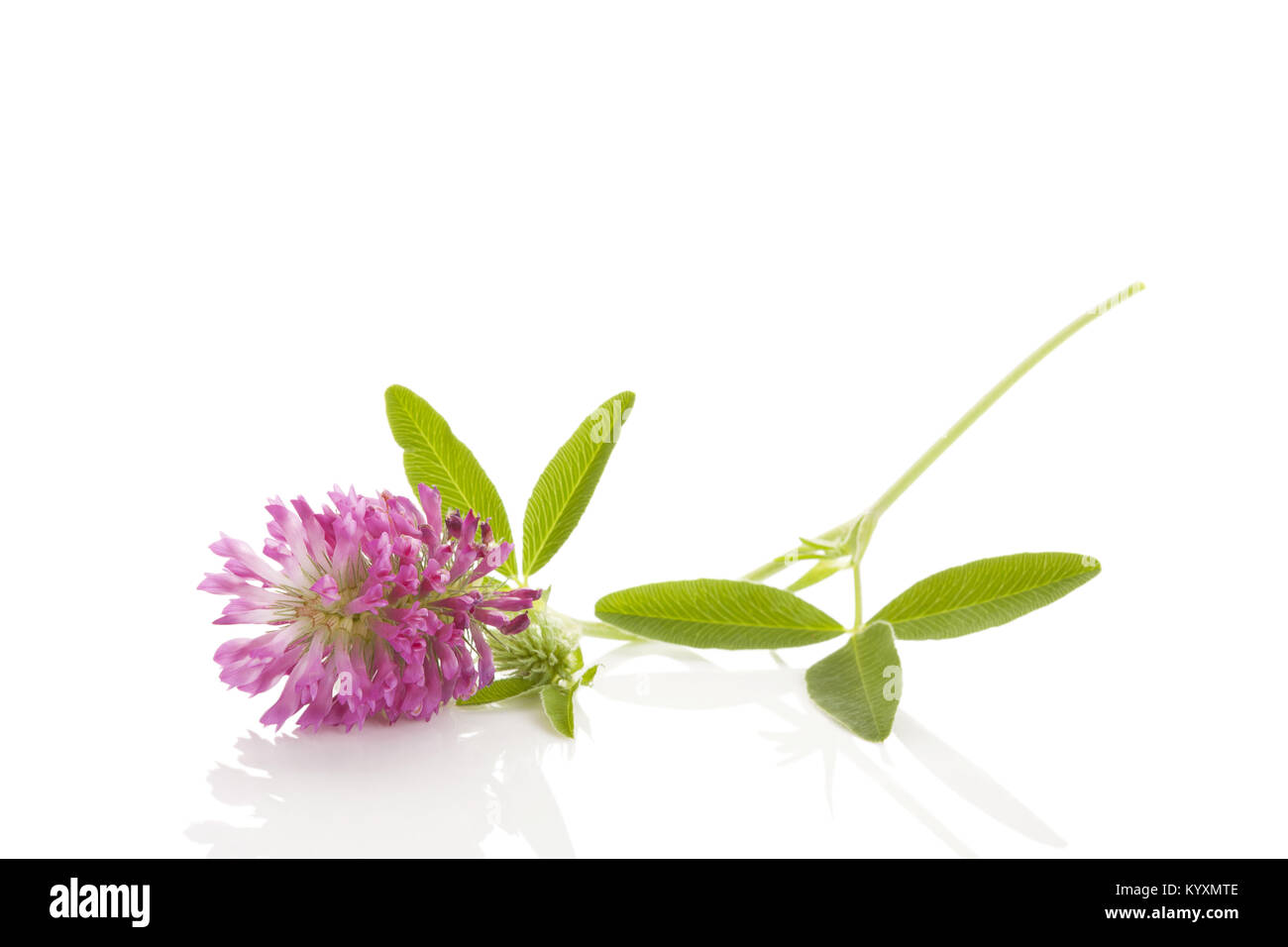 Red Clover flower isolated on white background. Clover flower Stock ...