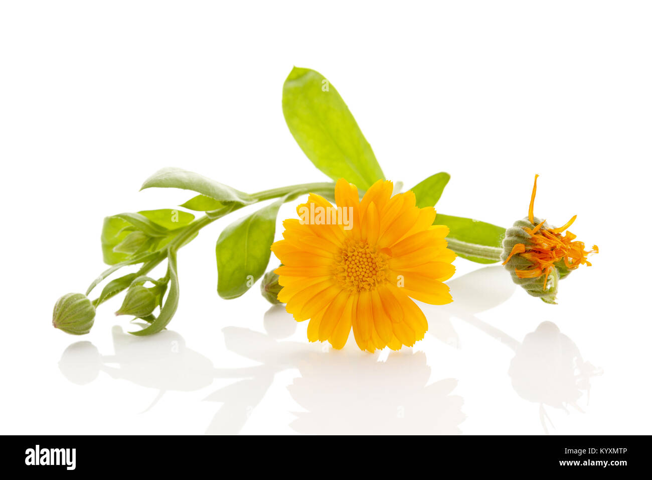 Healthy Calendula flower with leaves isolated on white background ...