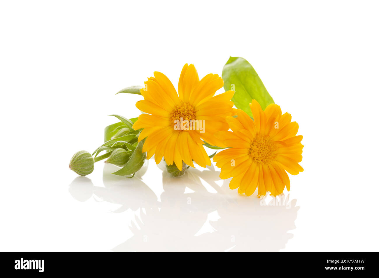 Healthy calendula medical plant isolated on white background. Herbal ...