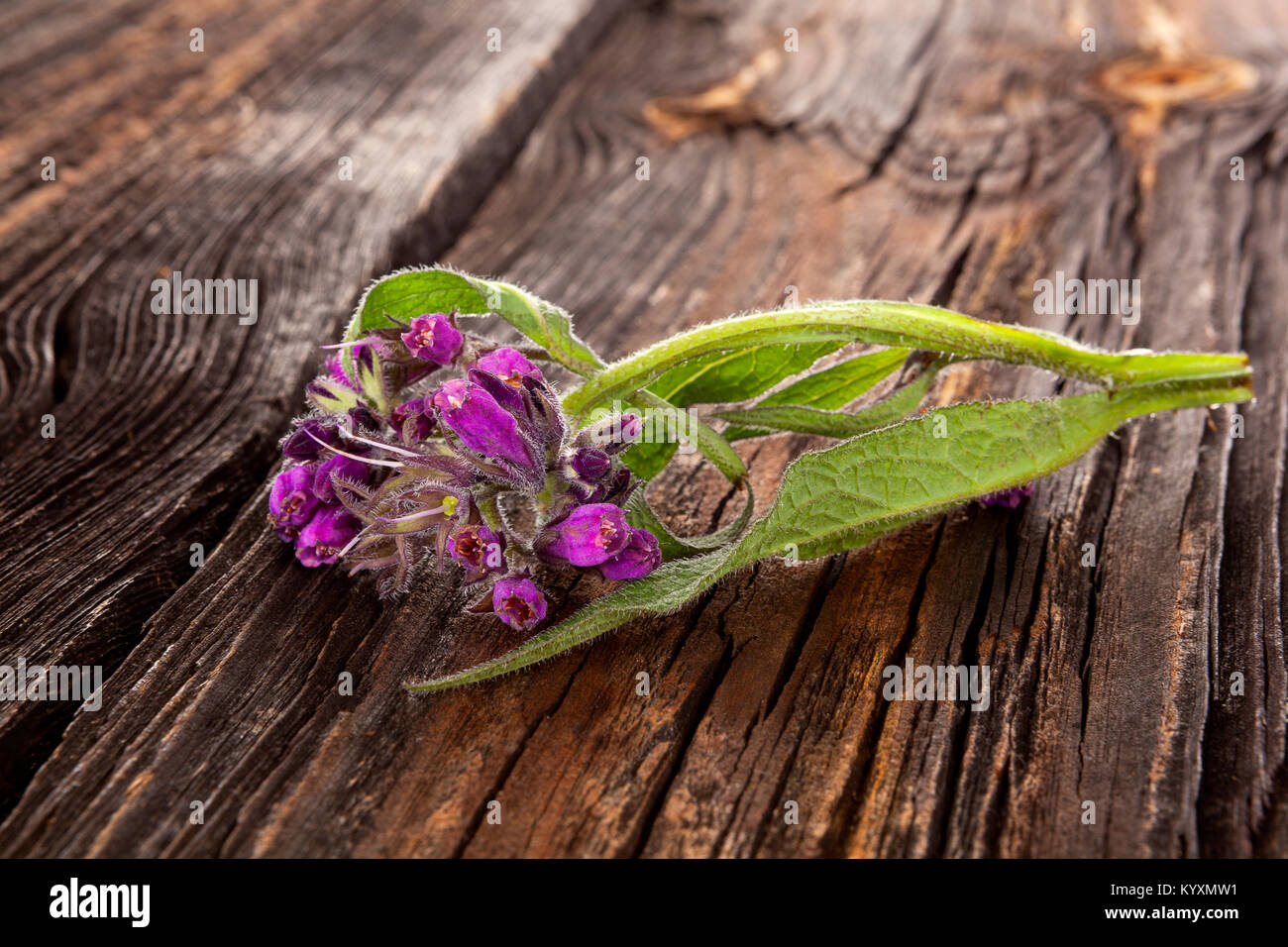 Nodding Flowers High Resolution Stock Photography and Images - Alamy