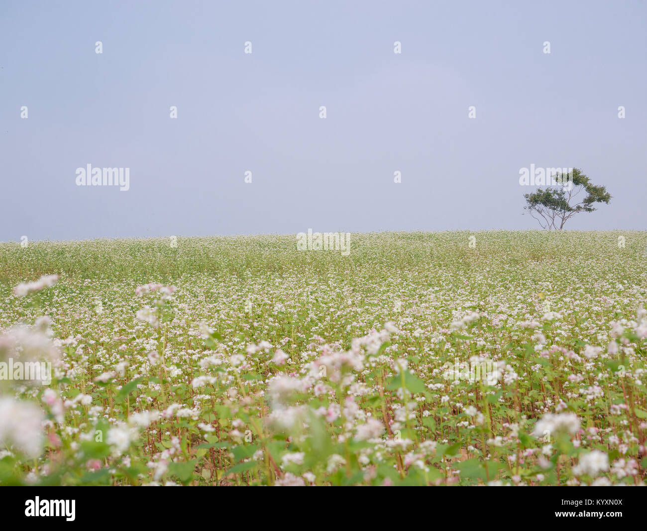 Beautiful scenery of large buckwheat field showing white buckwheat ...