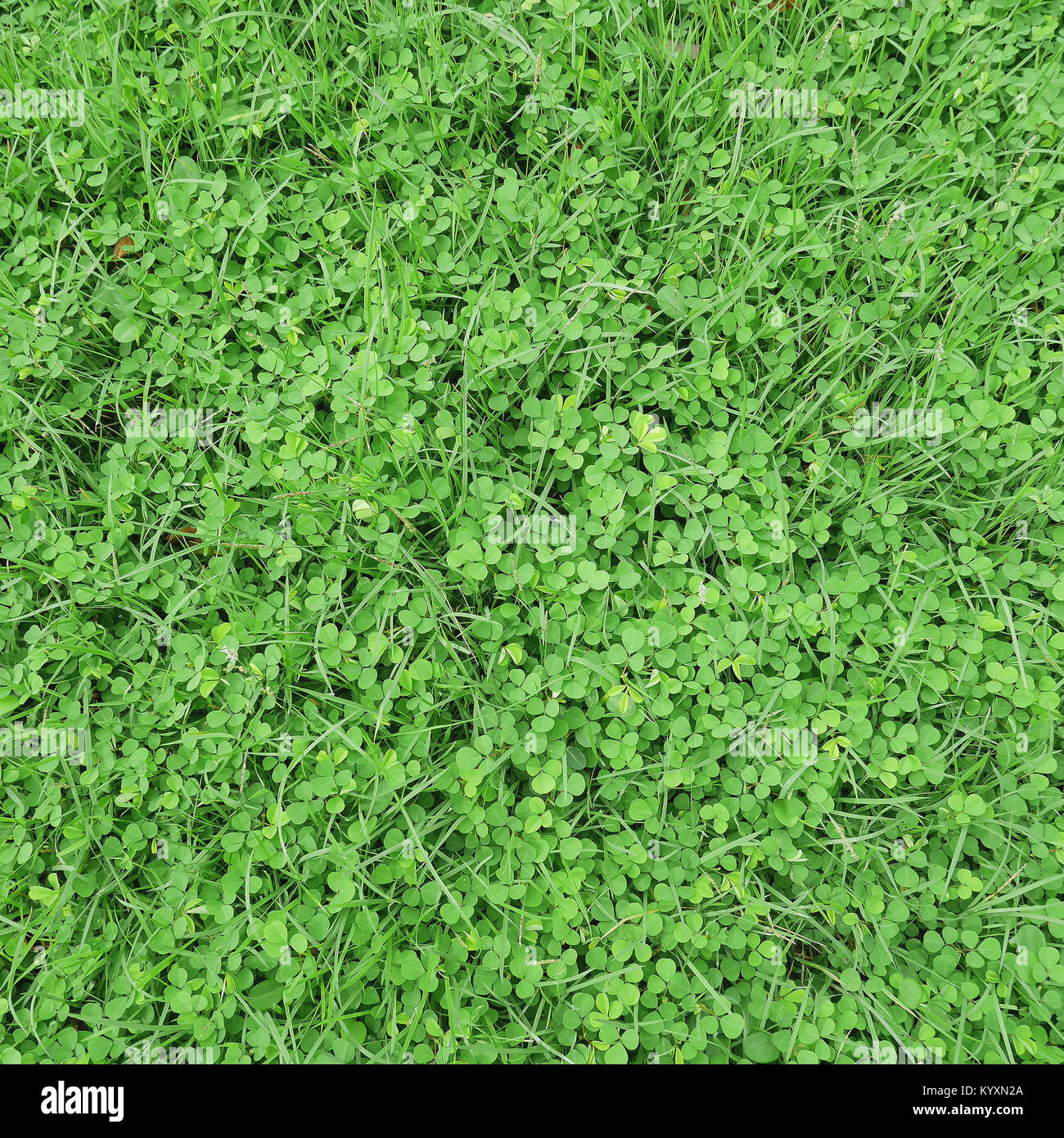 Pretty top view of fresh green grass and lovely weeds ground Stock ...