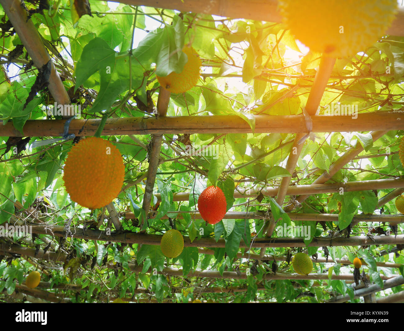 Jackfruit variety hi-res stock photography and images - Alamy