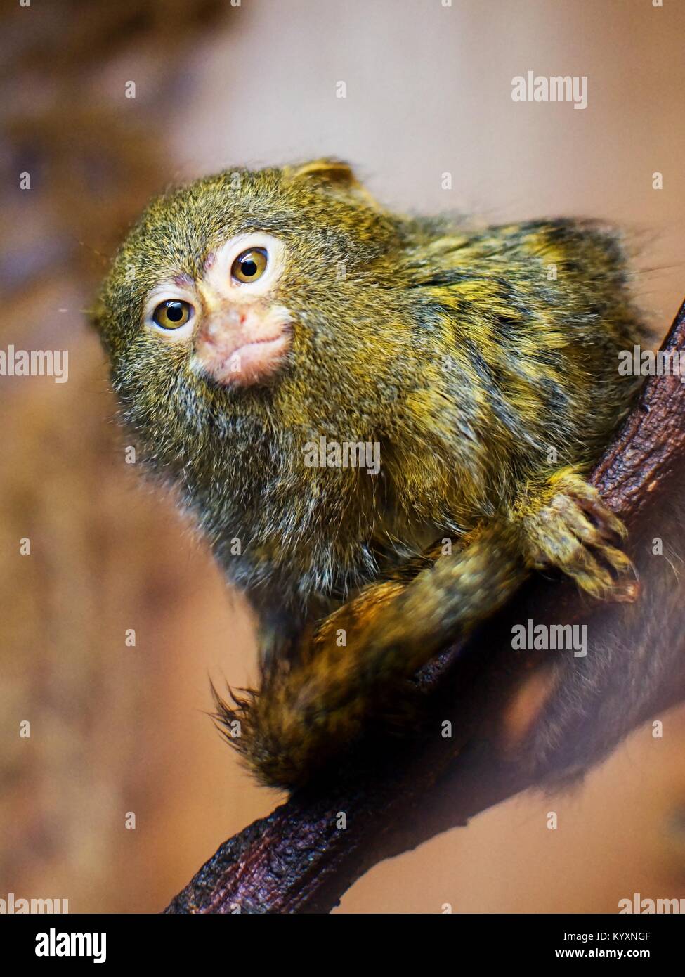Smallest Monkey In The World