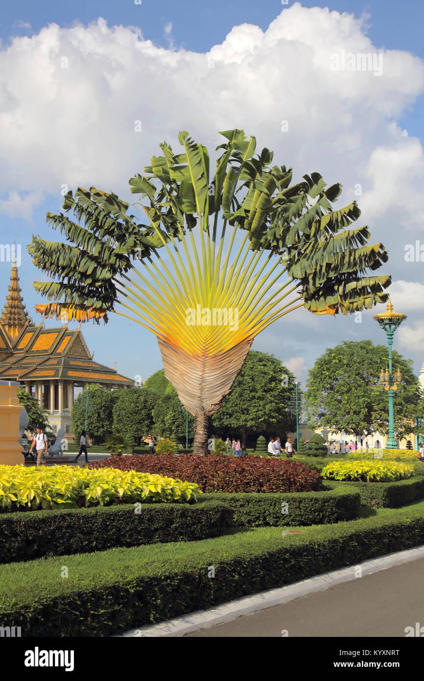 fan palm tree at the royal palace in phnom penh cambodia Stock Photo ...