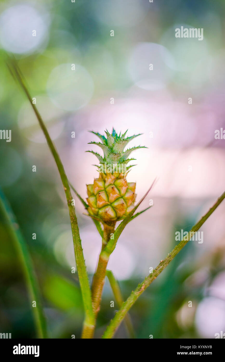Small pineapple growing on pineapple hi-res stock photography and ...