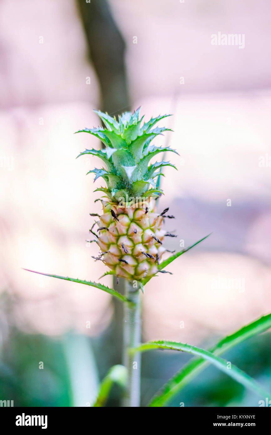 Small pineapple growing on pineapple hi-res stock photography and ...