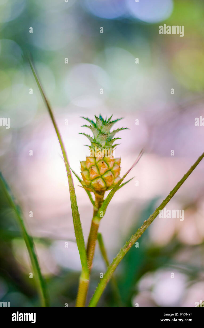 Small pineapple growing on pineapple hi-res stock photography and ...