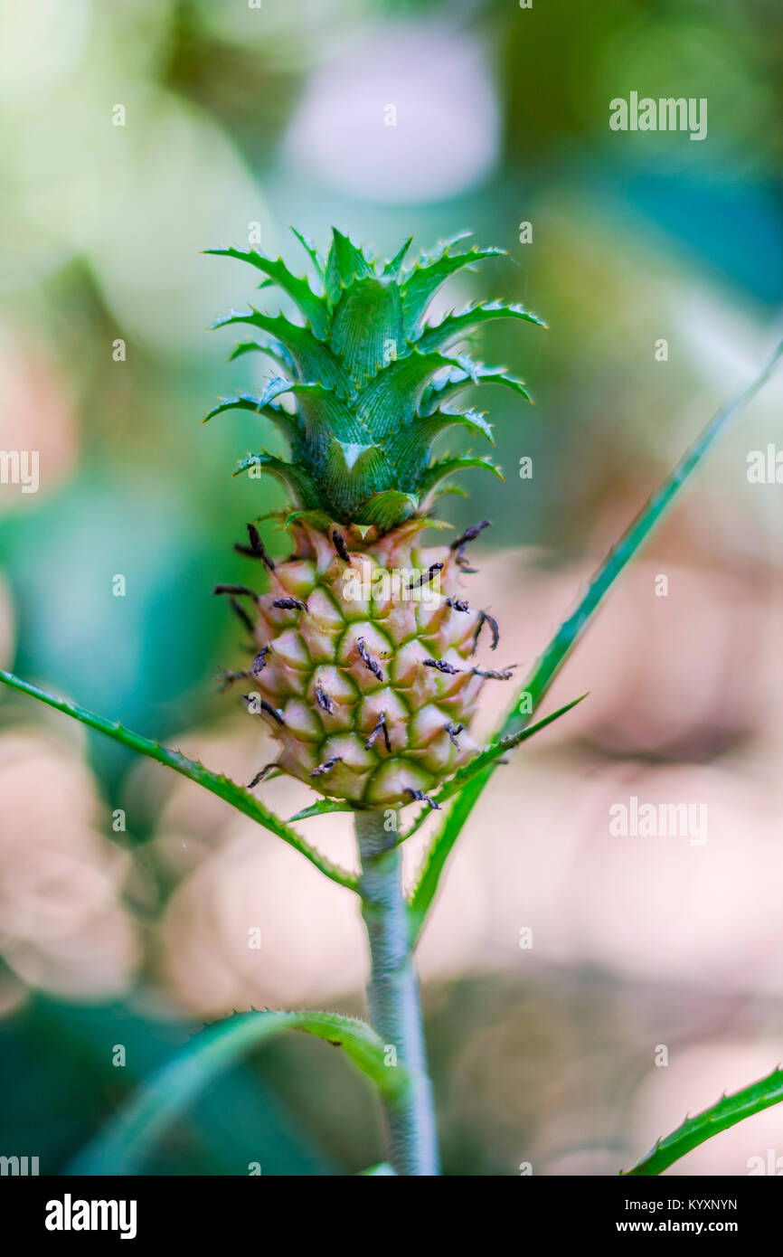Small jungle pineapple growing on the plant Stock Photo - Alamy