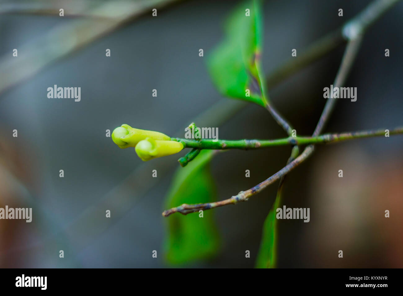 Fresh cloves growing on the cloves tree, Syzygium aromaticum Stock ...