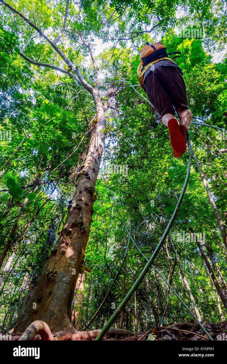 Tarzan swing hi-res stock photography and images - Alamy