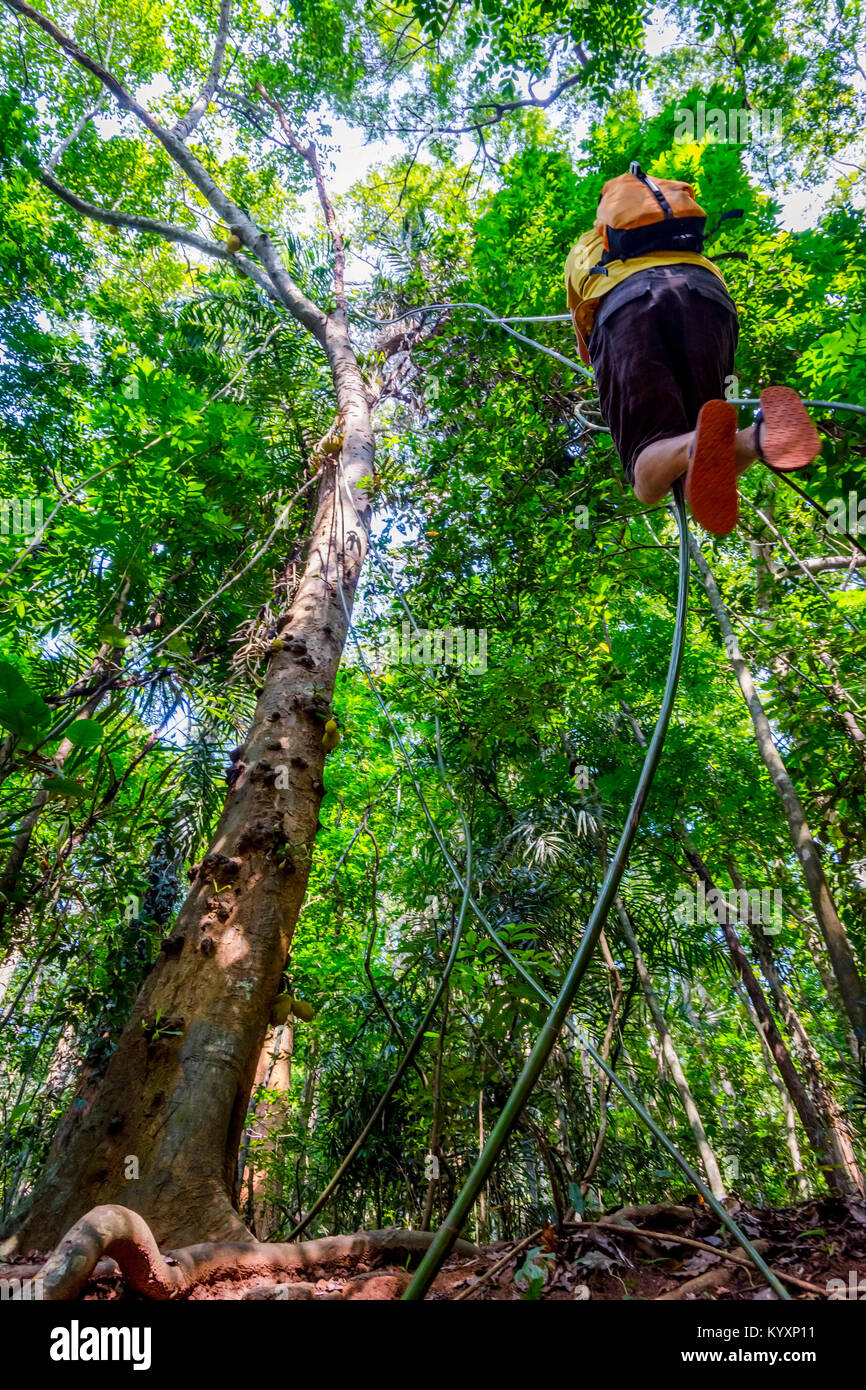 Guy swinging from the tree on liana plant in the tropical forest of Sri ...