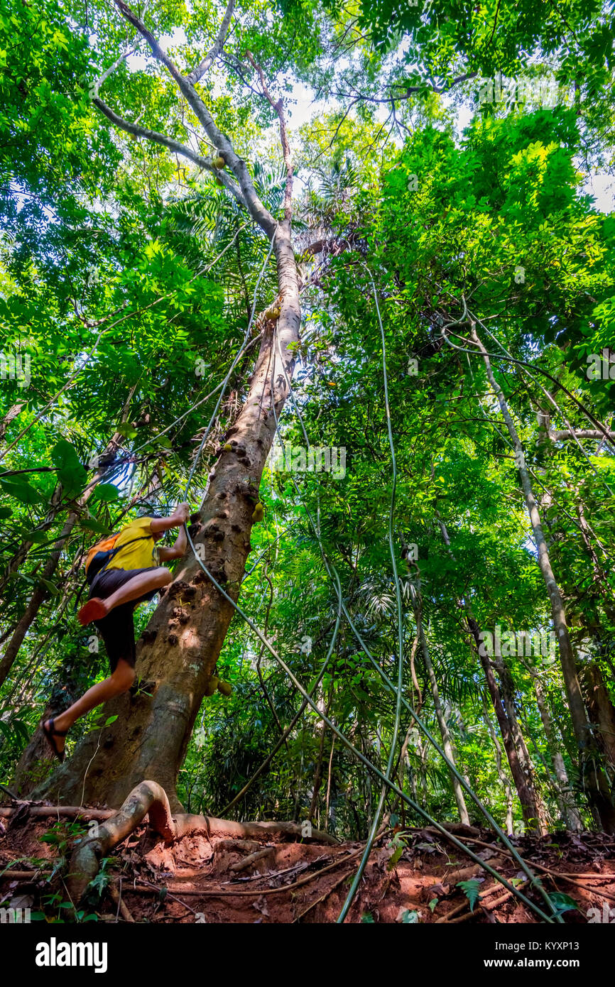 Tarzan swinging on liana hi-res stock photography and images - Alamy