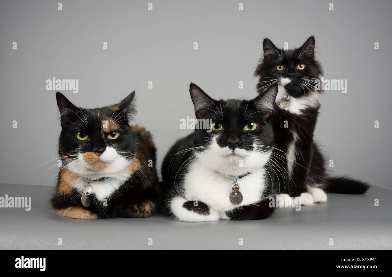 Three house cats hi-res stock photography and images - Alamy