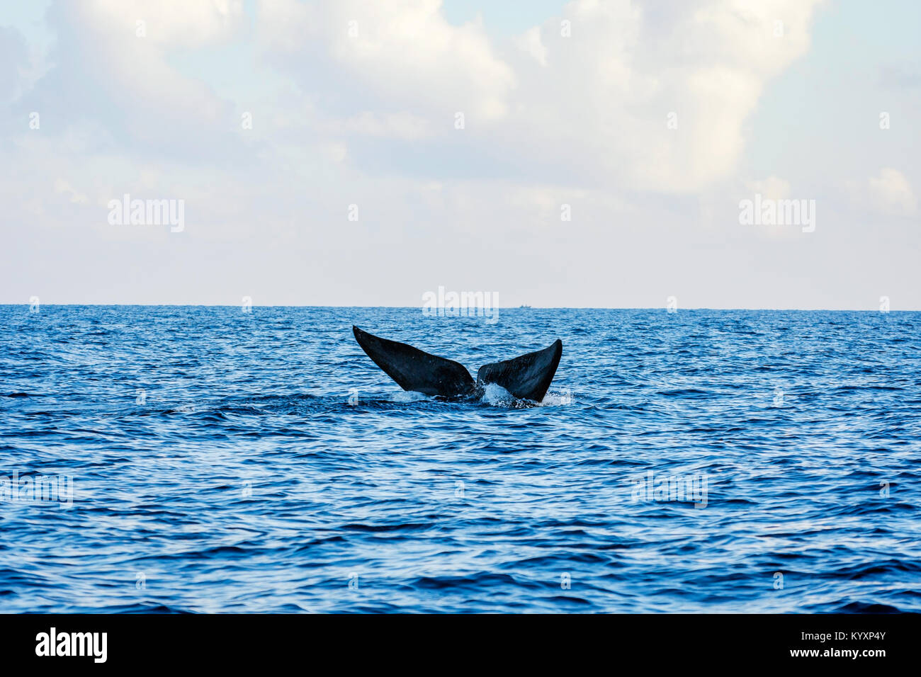 Blue whale tail in the ocean, Sri Lanka Stock Photo - Alamy