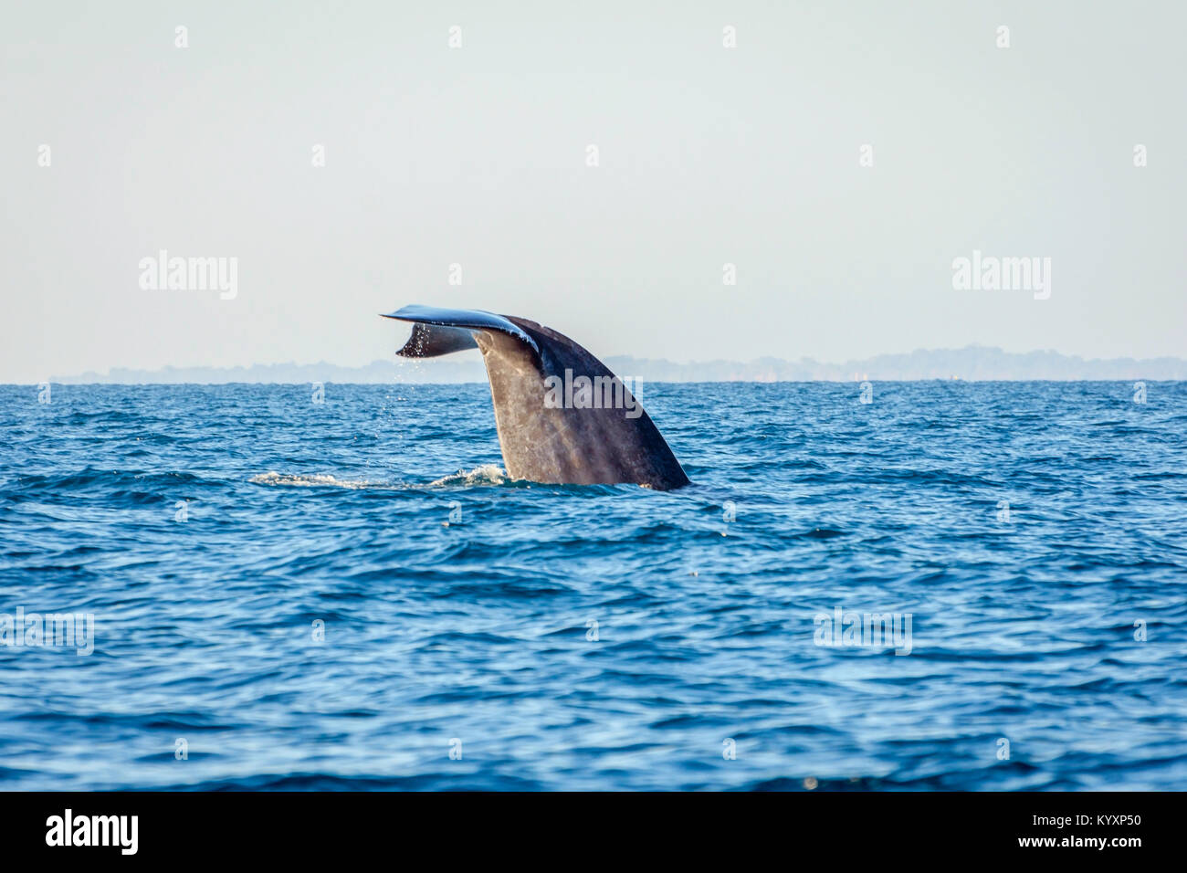 Blue whale tail hi-res stock photography and images - Alamy