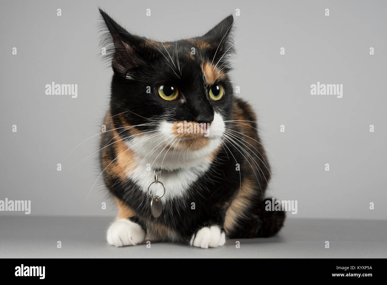 Well behaved cat hi-res stock photography and images - Alamy