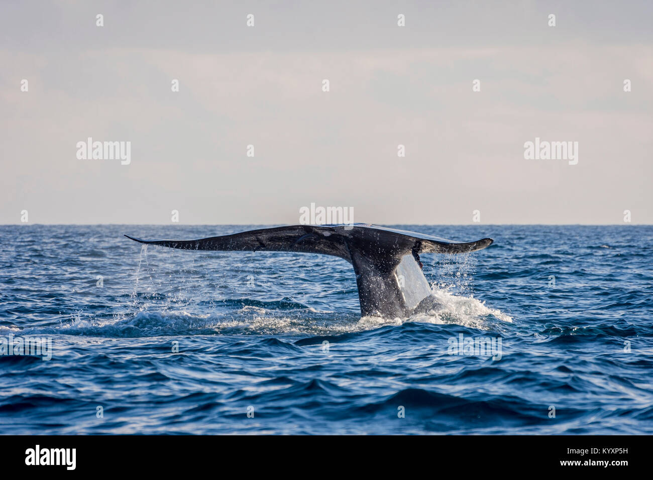Blue whale tail hi-res stock photography and images - Alamy