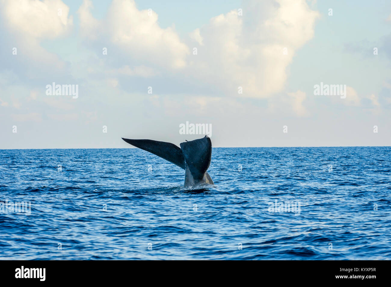 Blue whale migration sri lanka hi-res stock photography and images - Alamy
