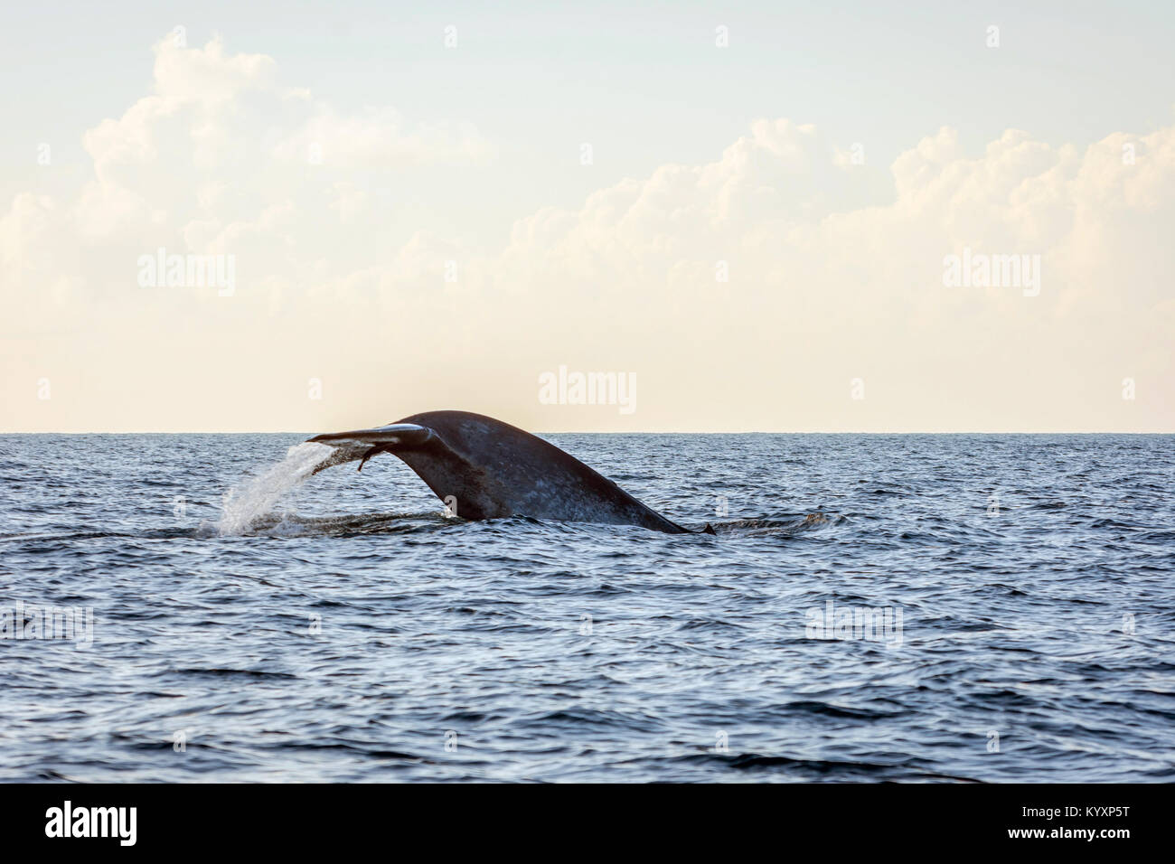 Blue whale tail hi-res stock photography and images - Alamy