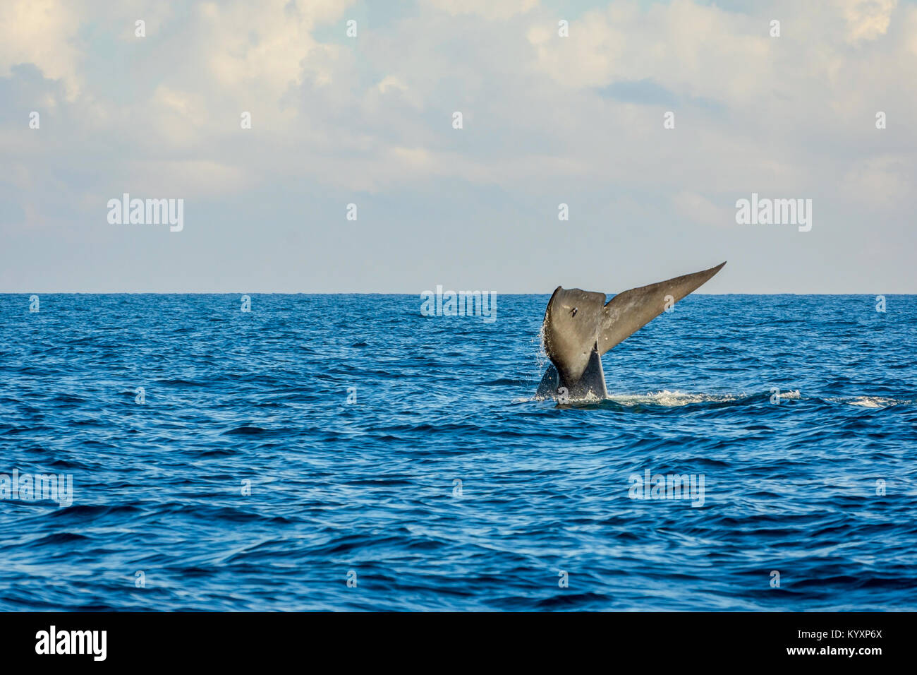 Blue whale tail in the ocean, Sri Lanka Stock Photo - Alamy