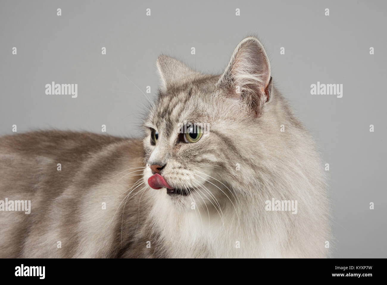 Well behaved cat hi-res stock photography and images - Alamy