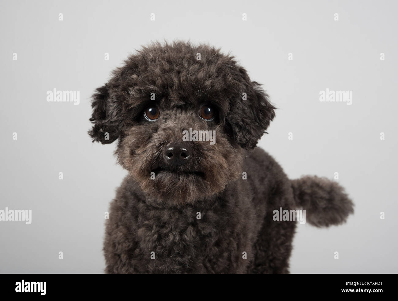 Portrait of a pet Jackapoo dog in the UK. Jack Russell Terrier crossed ...