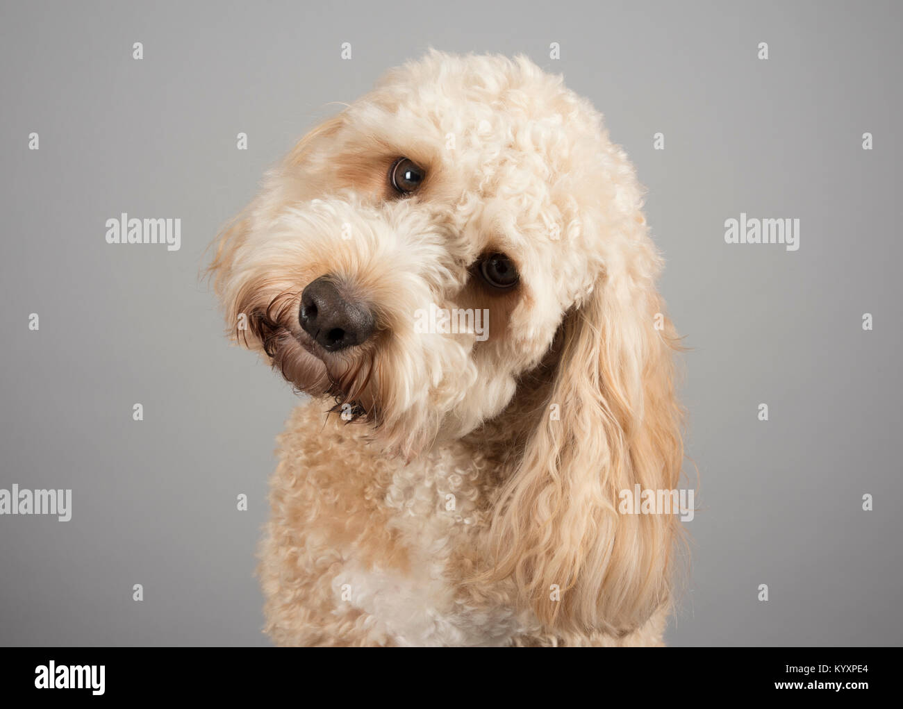 Portrait of a pet Cockapoo (2 yrs old, apricot) dog in the UK Stock ...