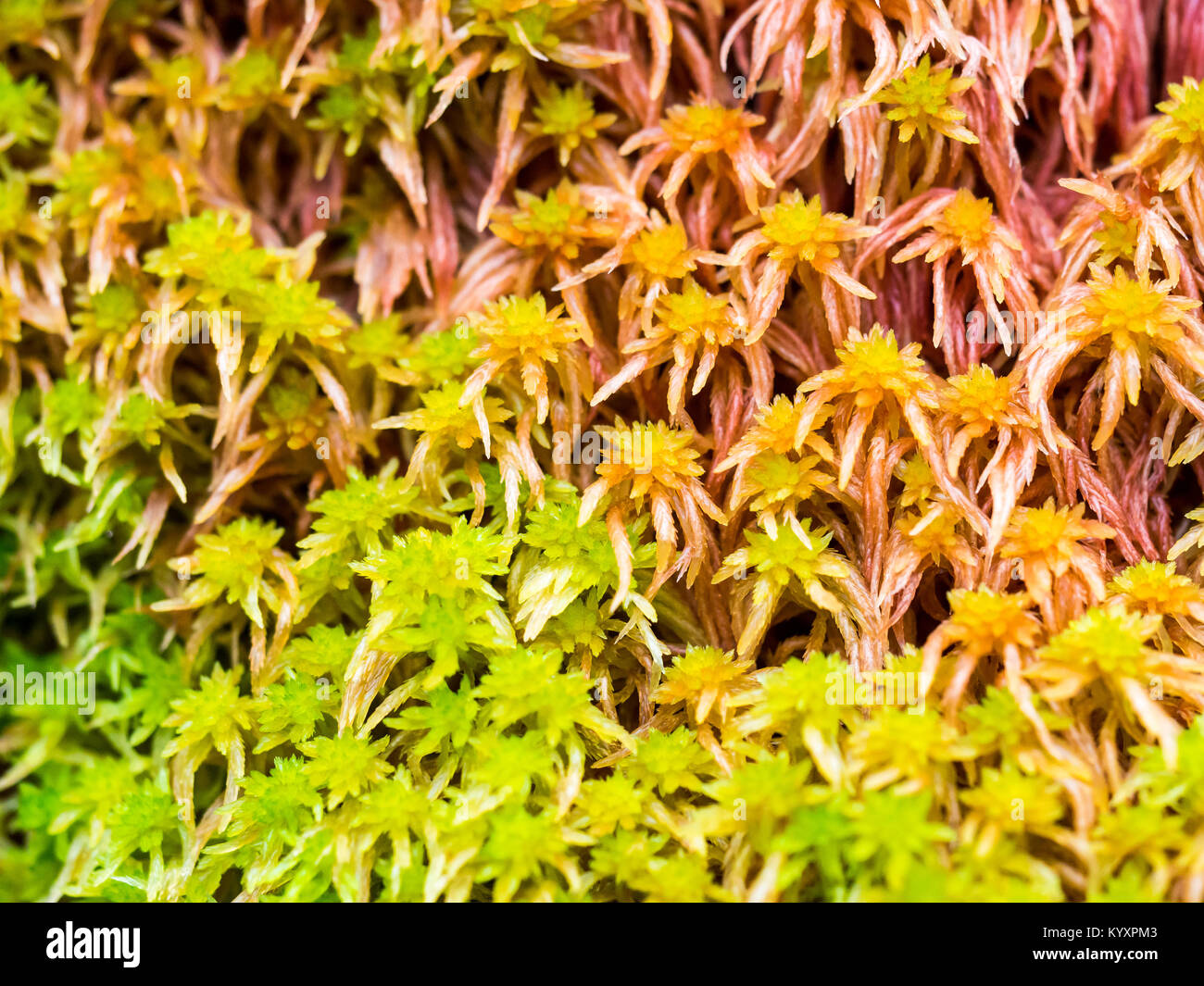 Colorful moss in a forest on Sao Miguel island, Azores Stock Photo - Alamy