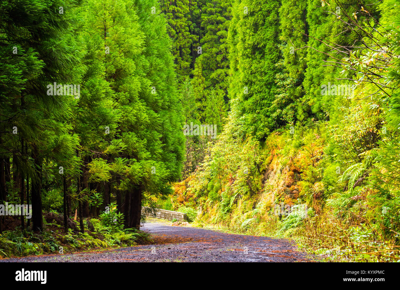Forest in Nature Reserve of Pico da Vara on Sao Miguel island, Azores ...