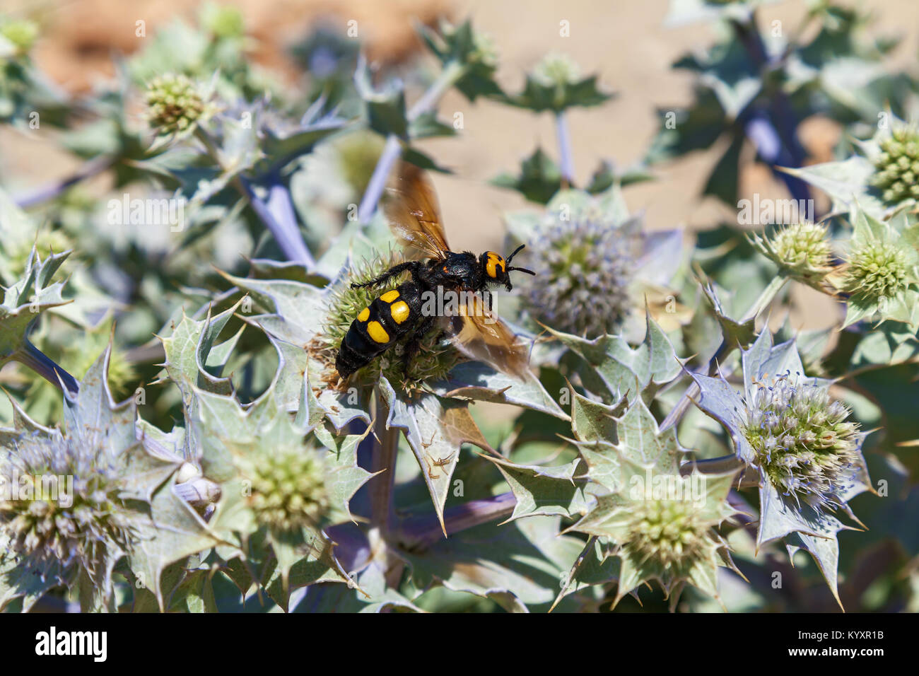 Mammoth wasp Megascolia maculata very large wasp Stock Photo - Alamy