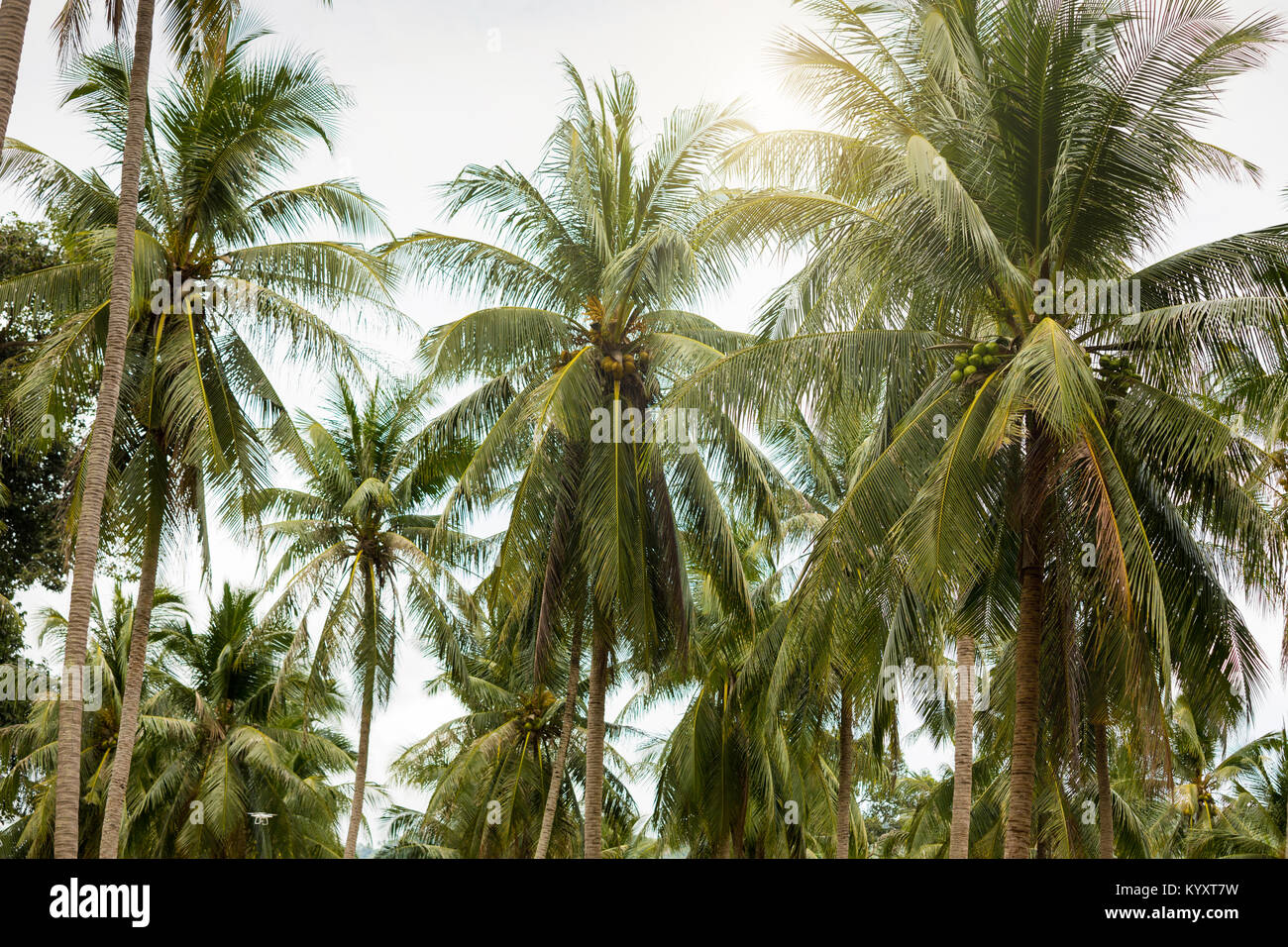 Coconat tree hi-res stock photography and images - Alamy