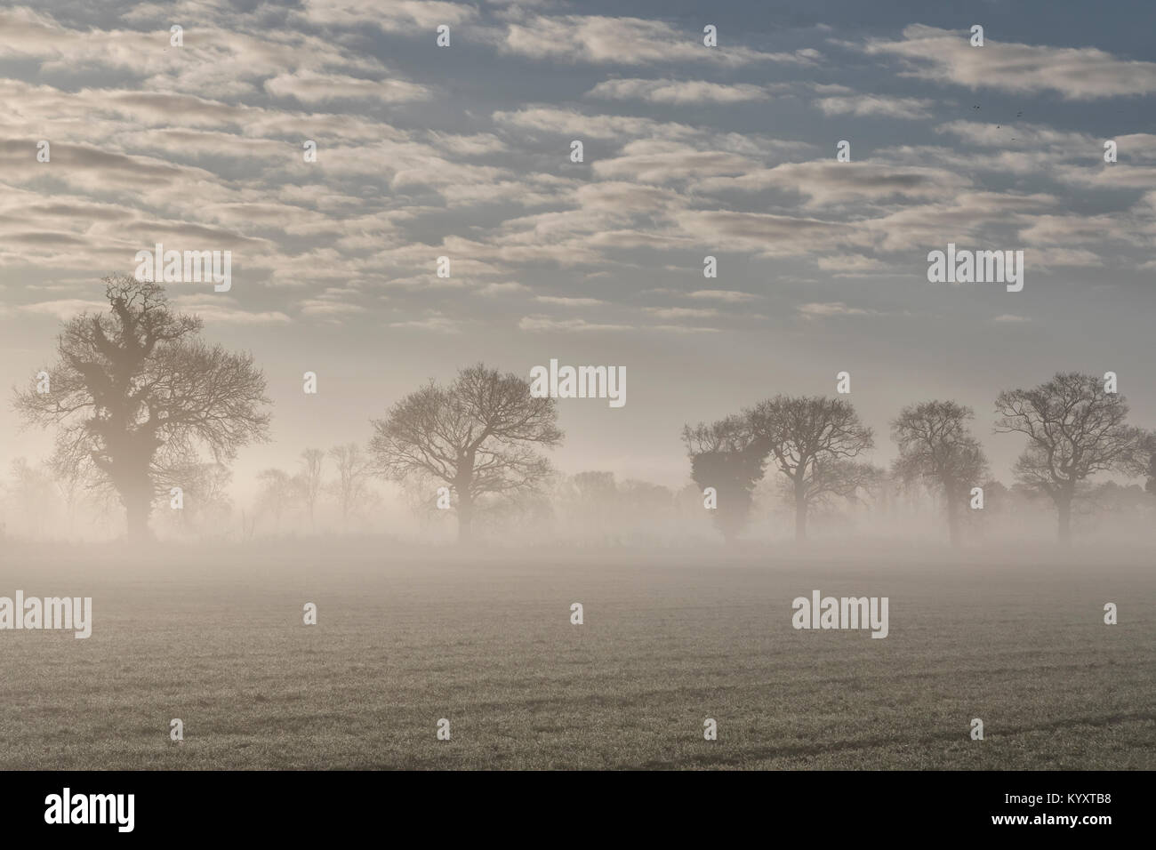 Low ground mist fog moving hi-res stock photography and images - Alamy