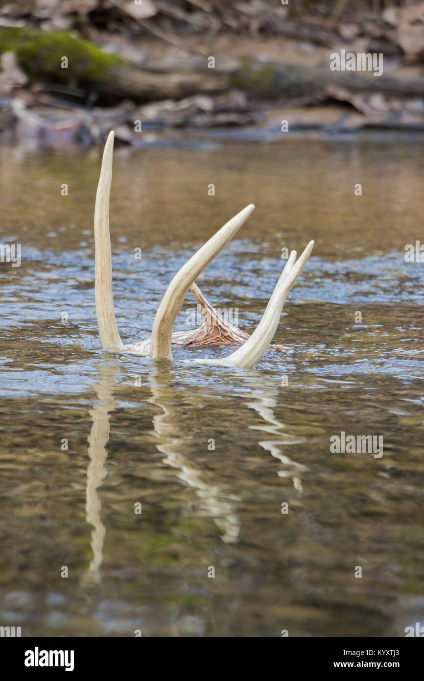Whitetail Shed Antler in water reflection Stock Photo - Alamy