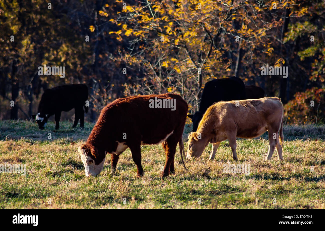 Cattle grazing in sunlight on grass and fall trees Stock Photo - Alamy