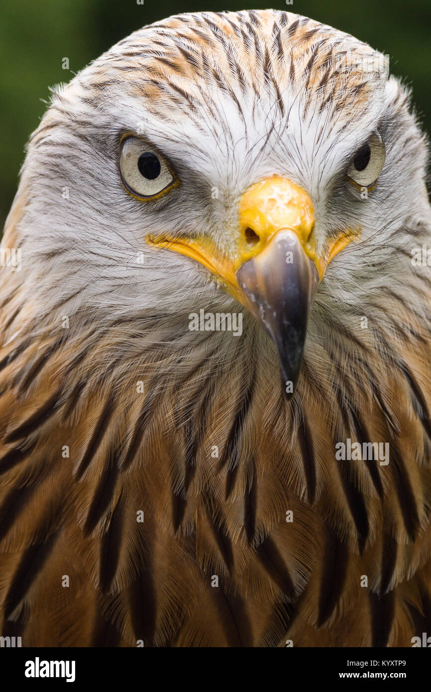 Red kite feather up close hi-res stock photography and images - Alamy