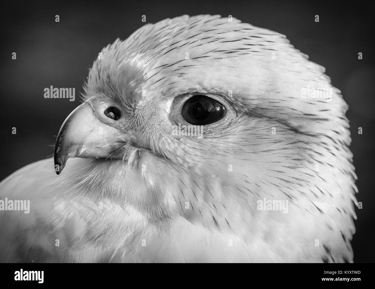 White falcon Black and White Stock Photos & Images - Alamy