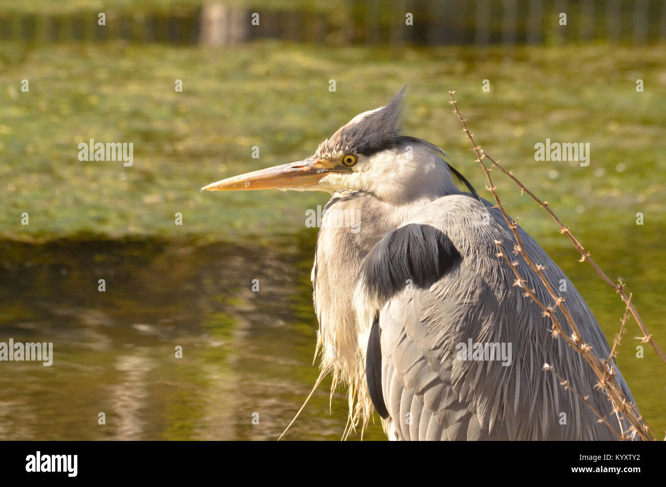 Side profile of grey heron Stock Photo - Alamy