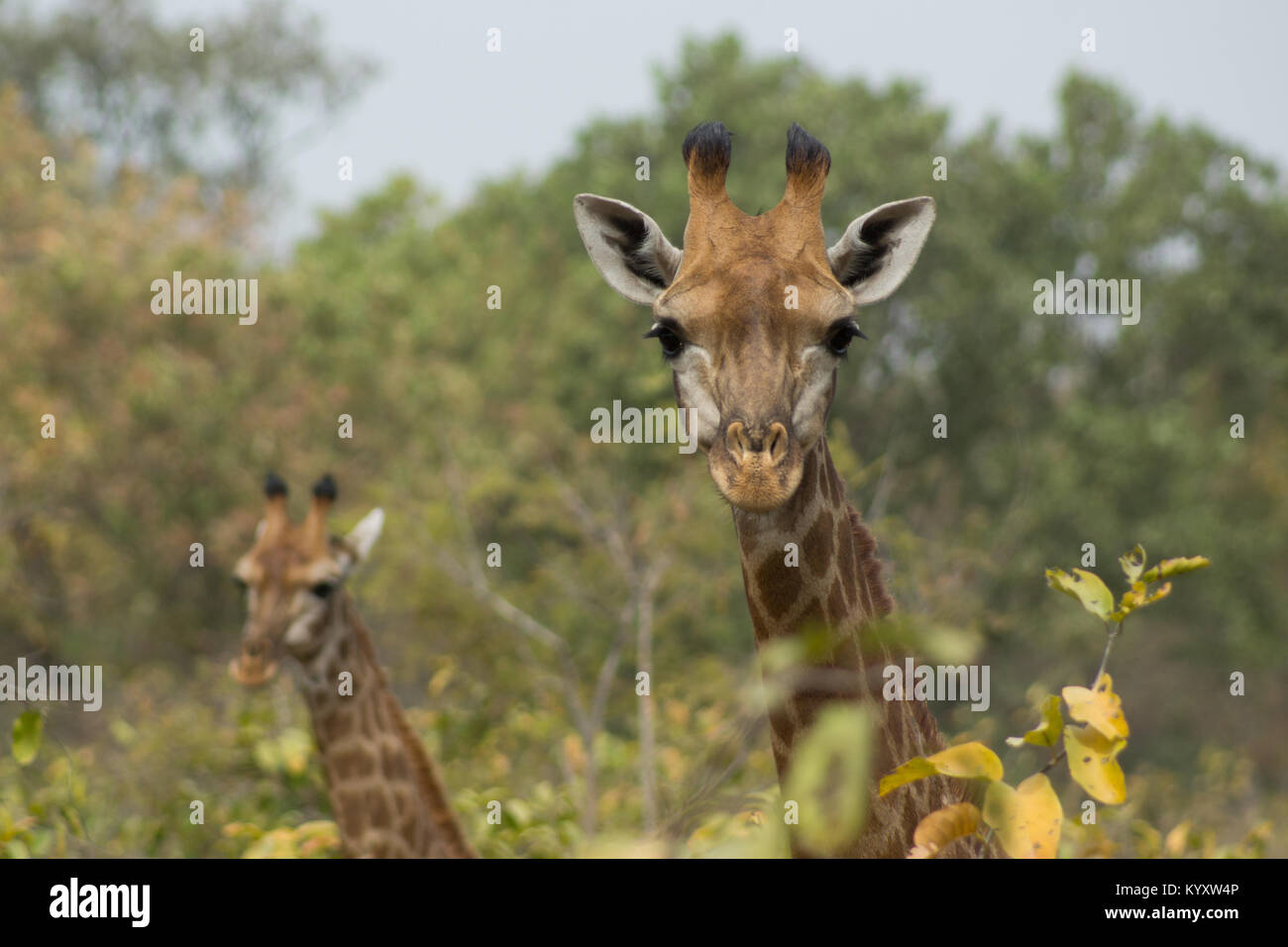 Giraffes look at the camera in Foundiougne, Senegal Stock Photo - Alamy