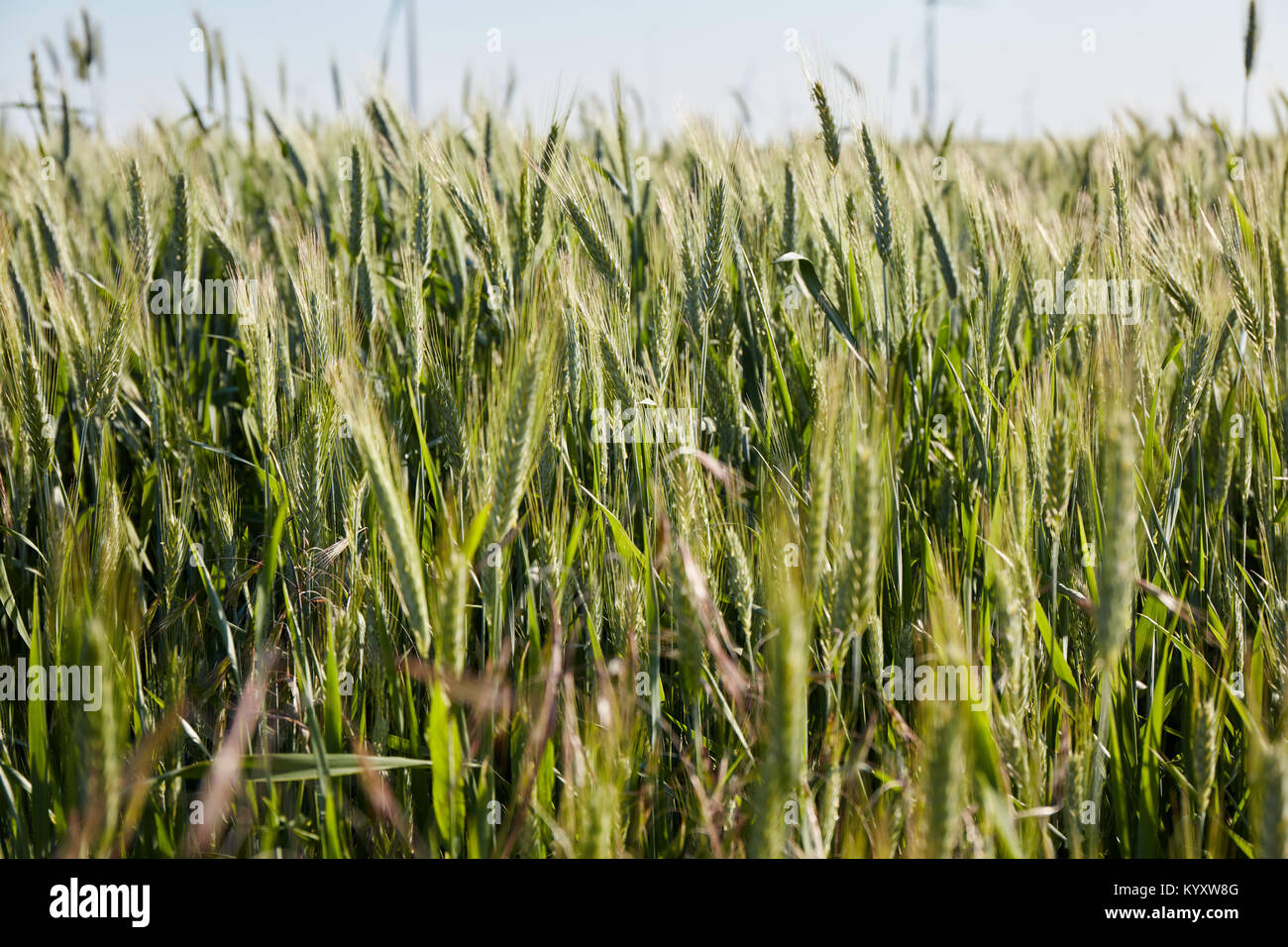 Grain field in the rural landscape. Harvesting of wheat ears. Gathered ...