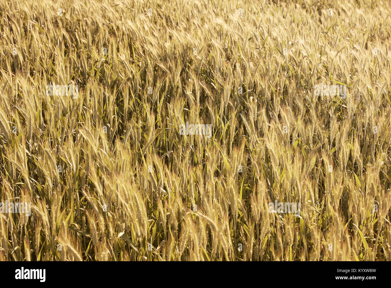 Grain field in the rural landscape. Harvesting of wheat ears. Gathered ...
