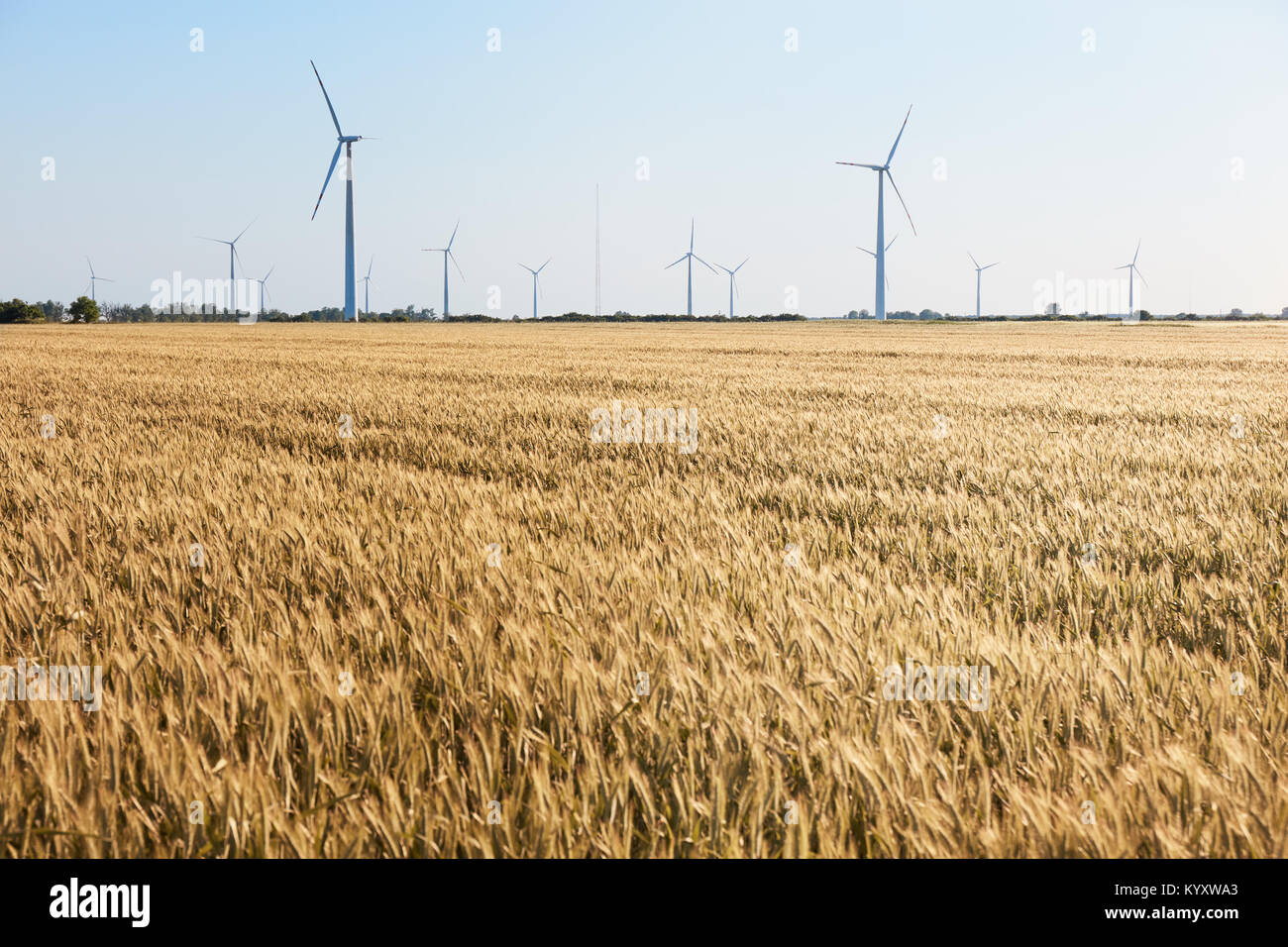 Wind turbine among golden ears of grain crops. Windmill turbine is ...